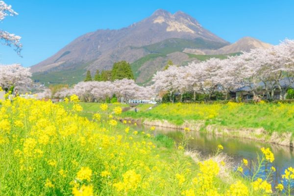 Spring in Japan: Perfect Cherry Blossom Route in Tokyo, Kyoto & Osaka ...