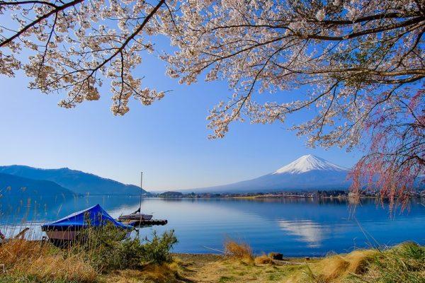Japan in March: The Complete Cherry Blossom Guide 2026 - Itinerary Expert