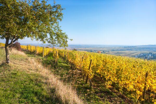 France in Autumn - Recommended Route: Paris, Provence & Normandy 2026 ...